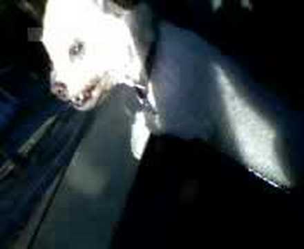 tobeto en accion... - YouTube