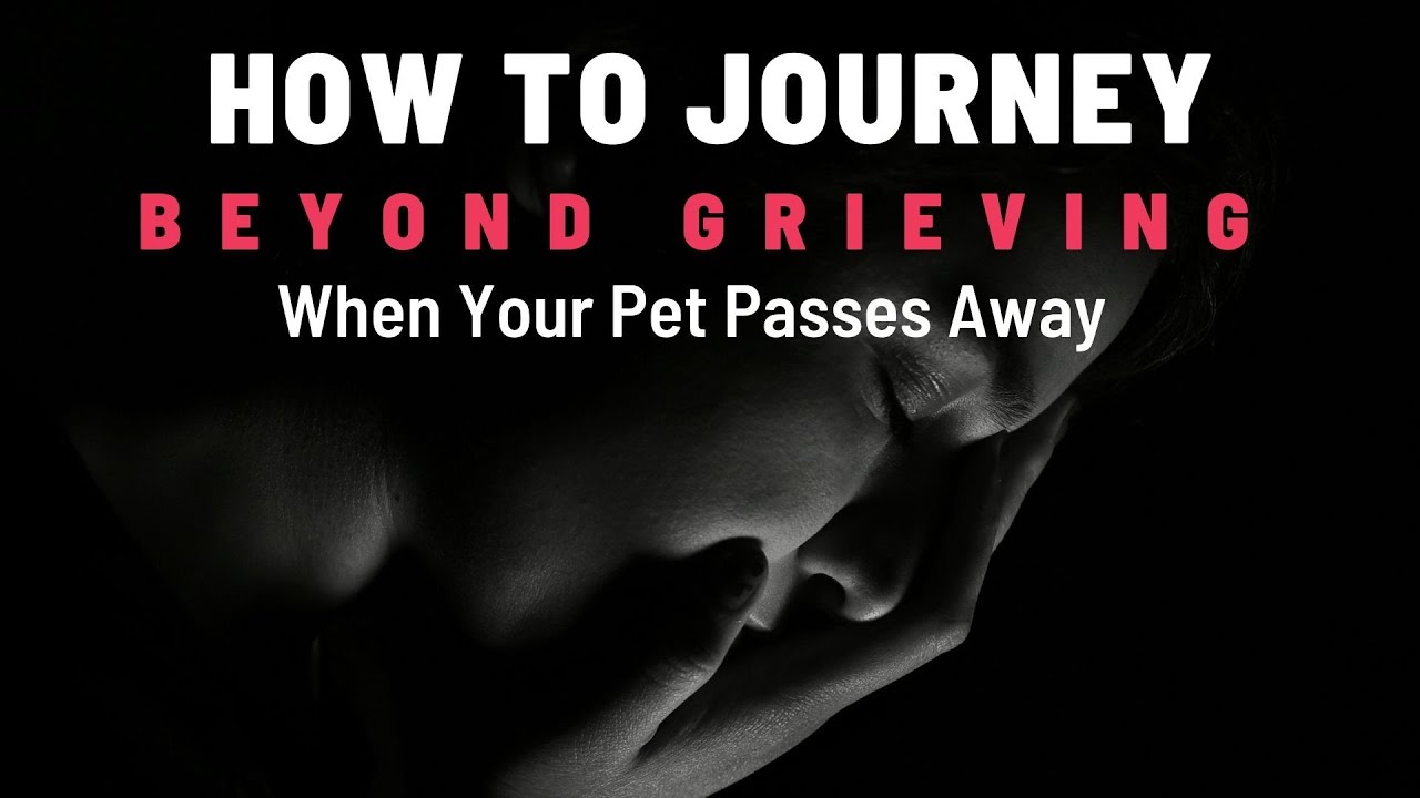 pet death grief loss of pet. How to deal with the grief of losing a pet ...