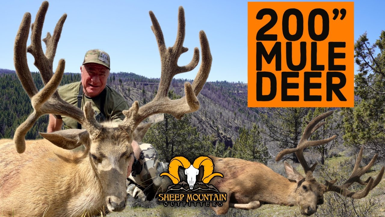 200" Mule Deer - Oregon - YouTube