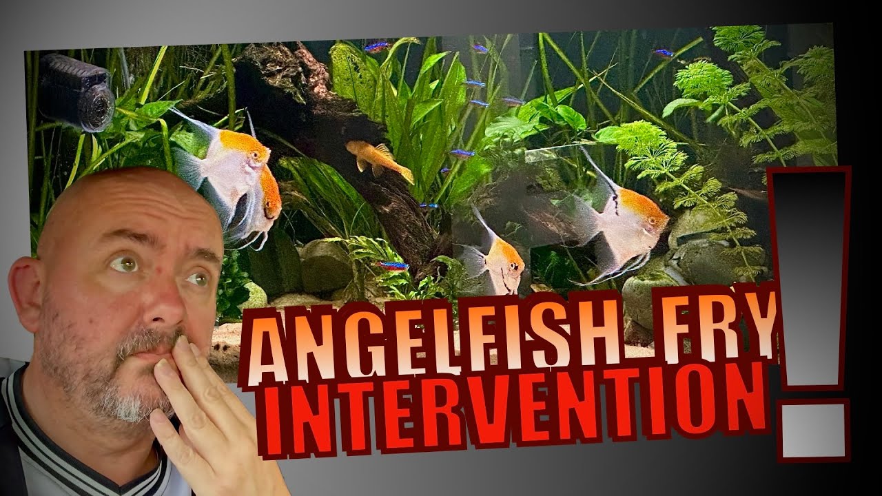 First time raising Angelfish fry - YouTube