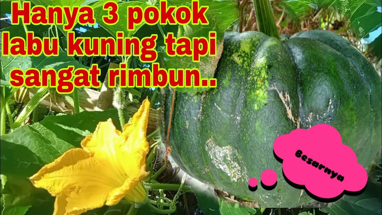 Hanya 3 pokok labu kuning tapi sangat rimbun - YouTube