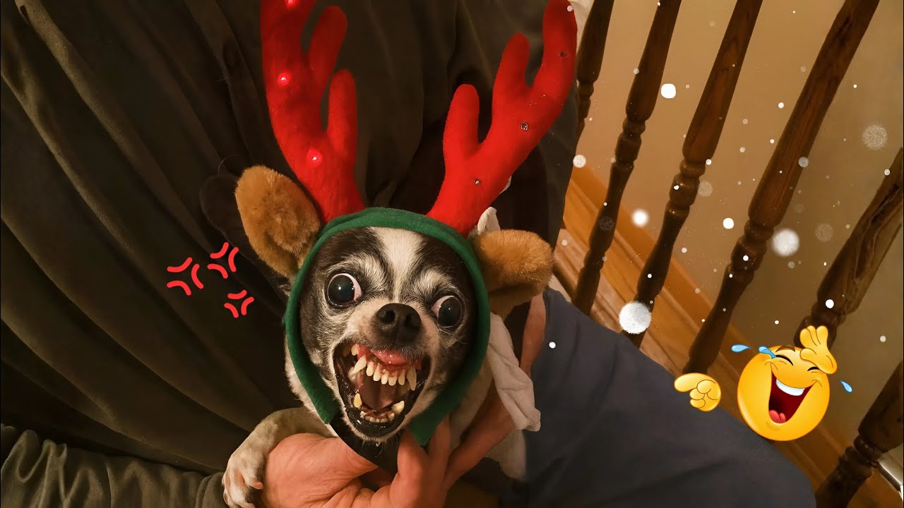 You Will Die Laughing At These Silly Dogs 😹 The Funniest Dog Moments ...