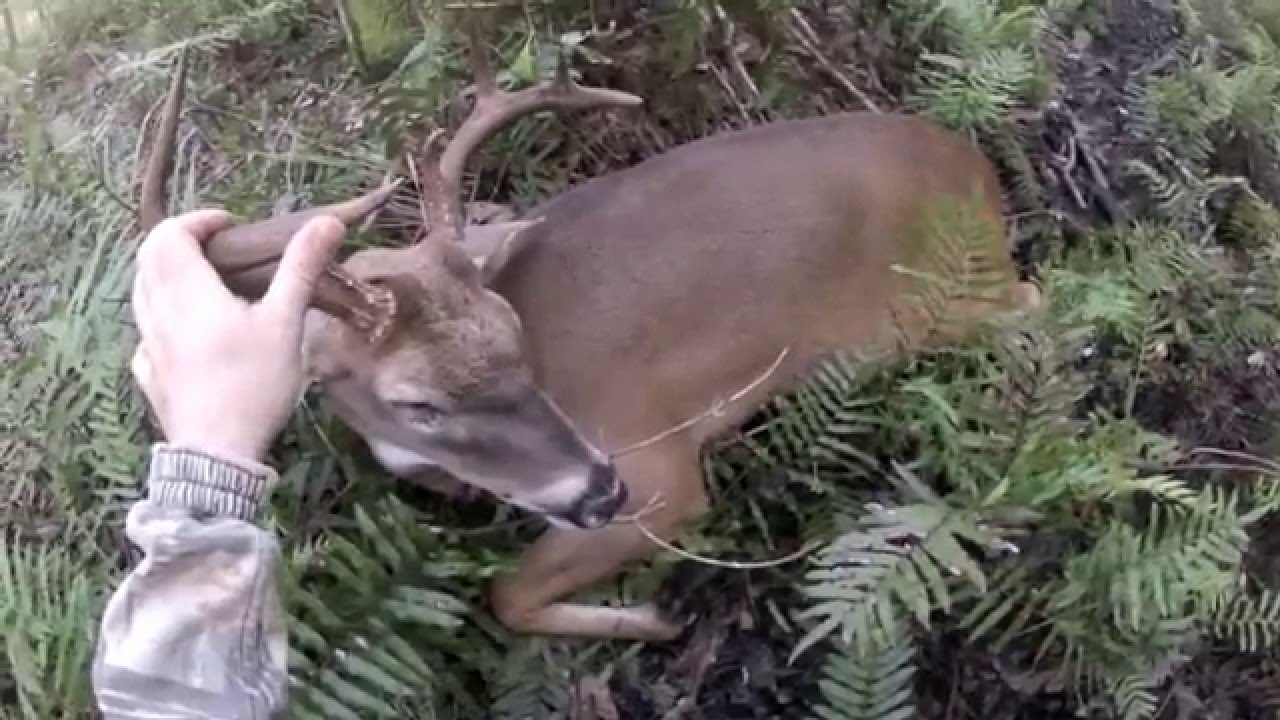 BIG FLORIDA BUCK. - YouTube