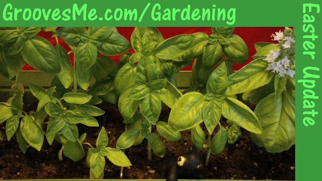 Mark's 2013 Garden - Window Box Basil Update and Transplanting Basil ...