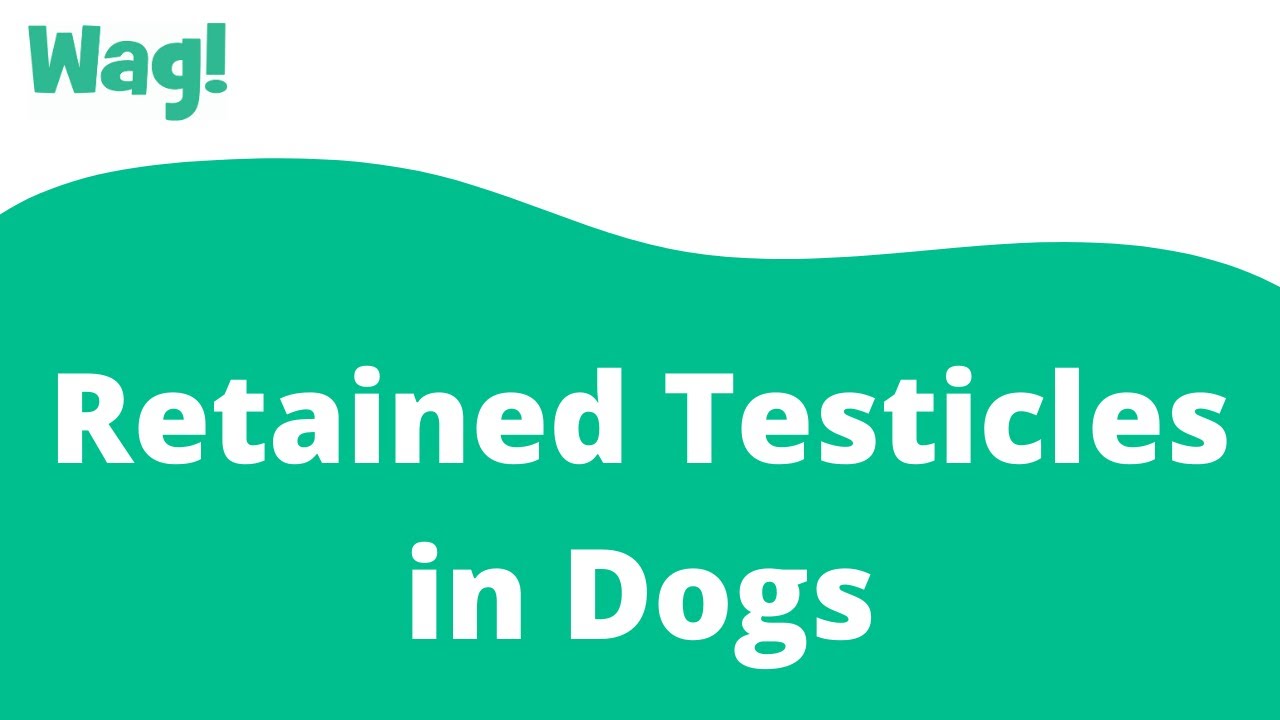 Retained Testicles In Dogs Wag YouTube retained-testicles-in-dogs-wag-youtube
