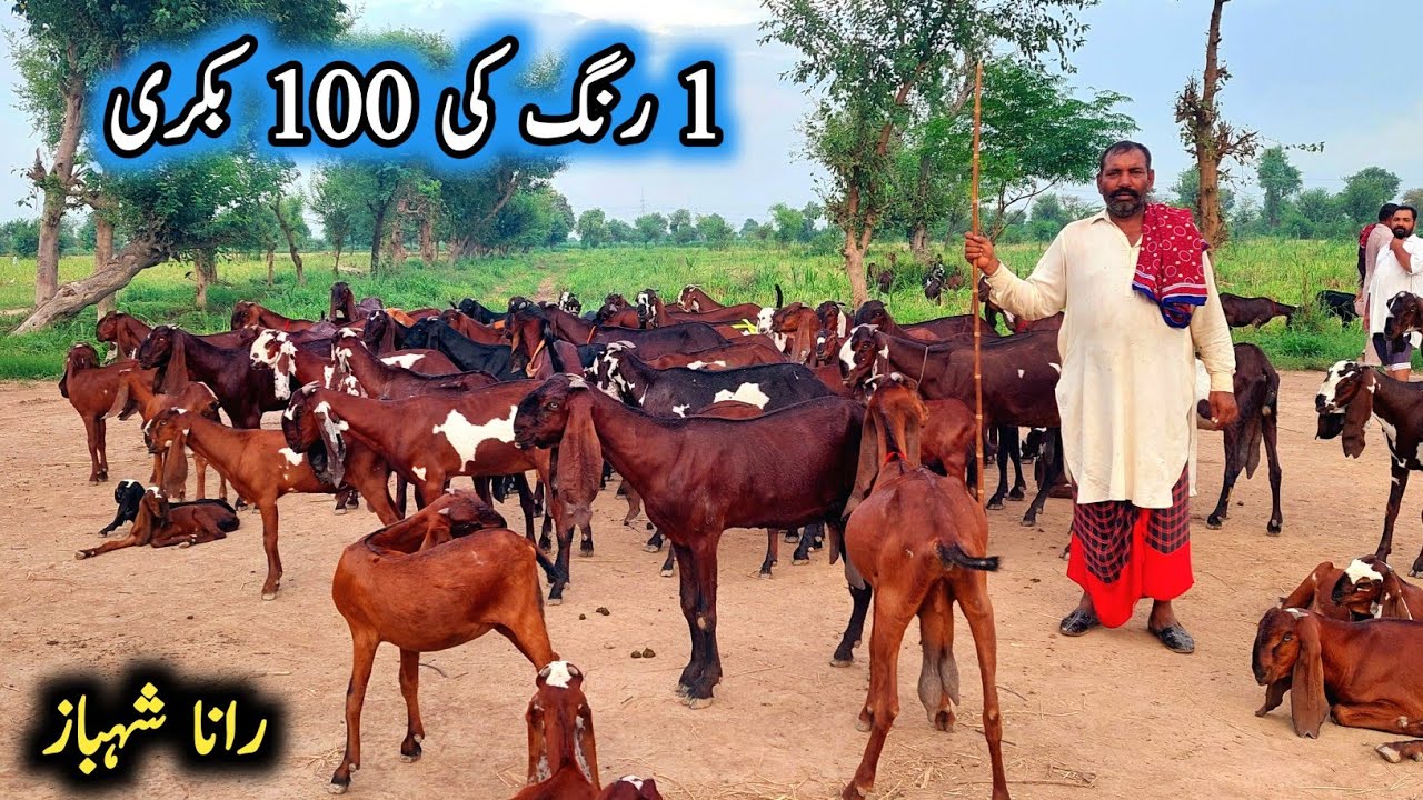Extremely Pure Nagar Beetal Goats Of Rana Shabaz Of Okara-Biggest ...