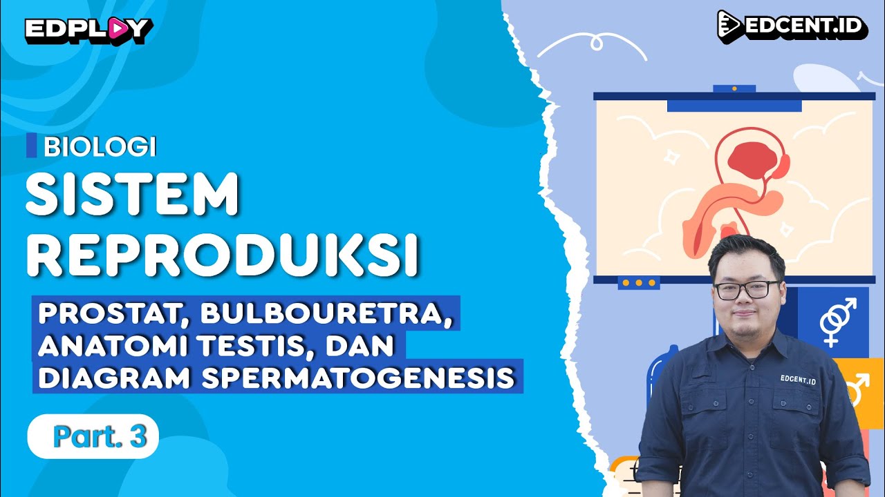 SISTEM REPRODUKSI: Prostat, Bulbouretra, Anatomi Testis, dan Diagram ...