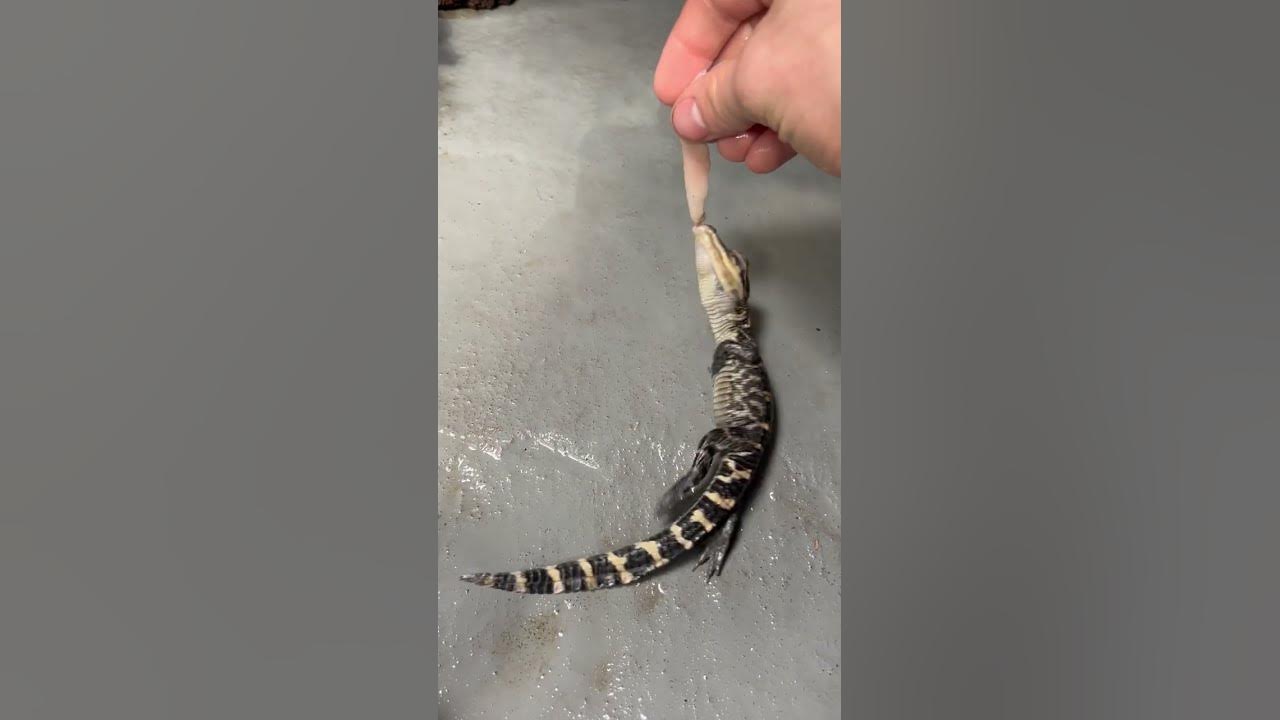 Alligator hatchling death rolls while biting meat in Tarpon Springs ...