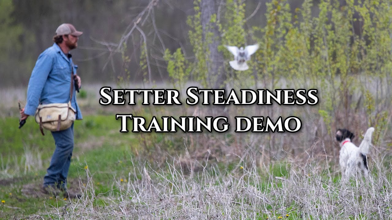 Setter Training Demo: "Steadiness" - YouTube