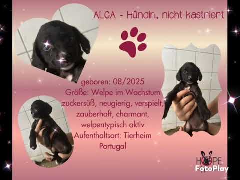 ALCA sucht ein liebevolles Daheim