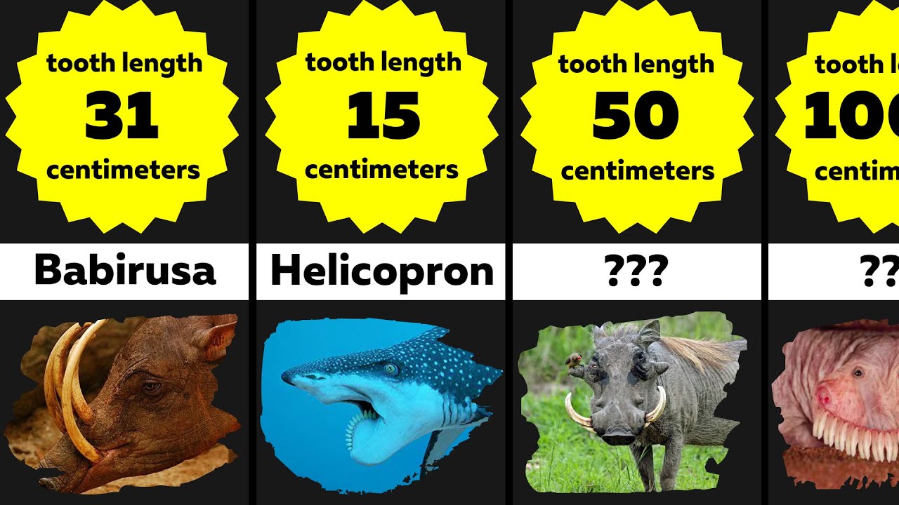 Comparison: Animals With The Biggest Teeth In The World - YouTube
