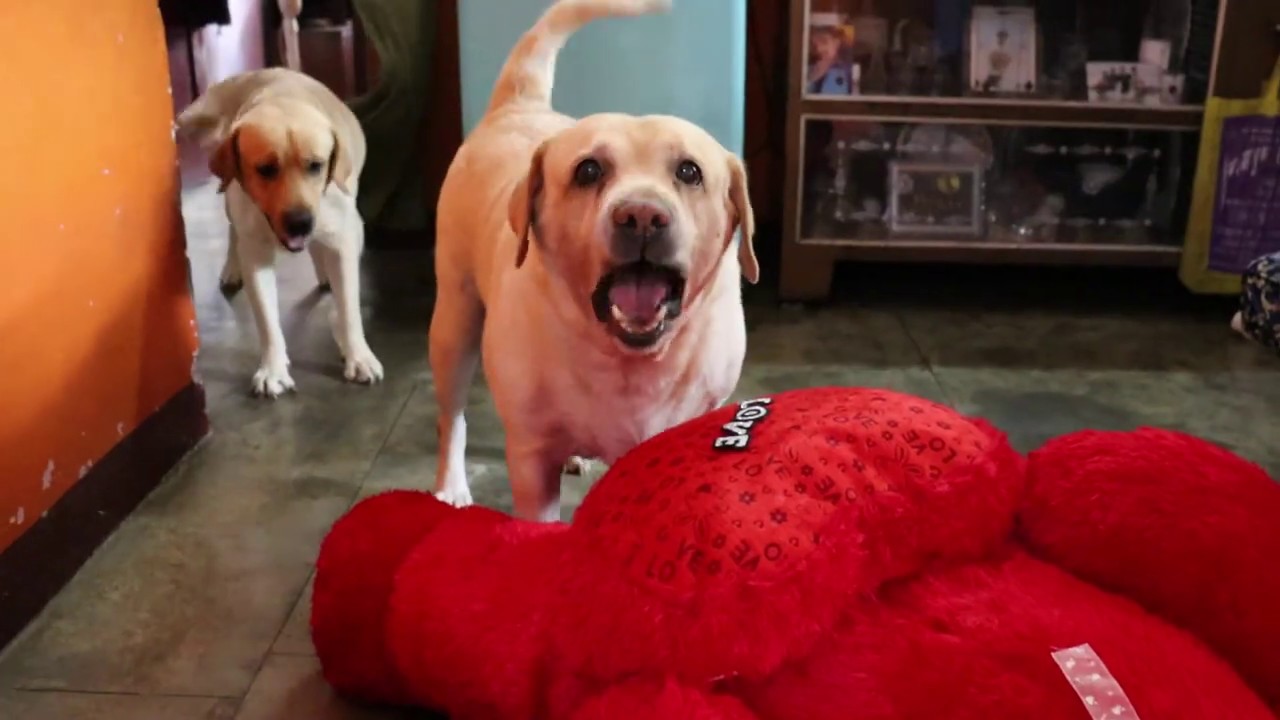 Gifting My Labrador Dogs A Huge Red Teddy Bear - YouTube