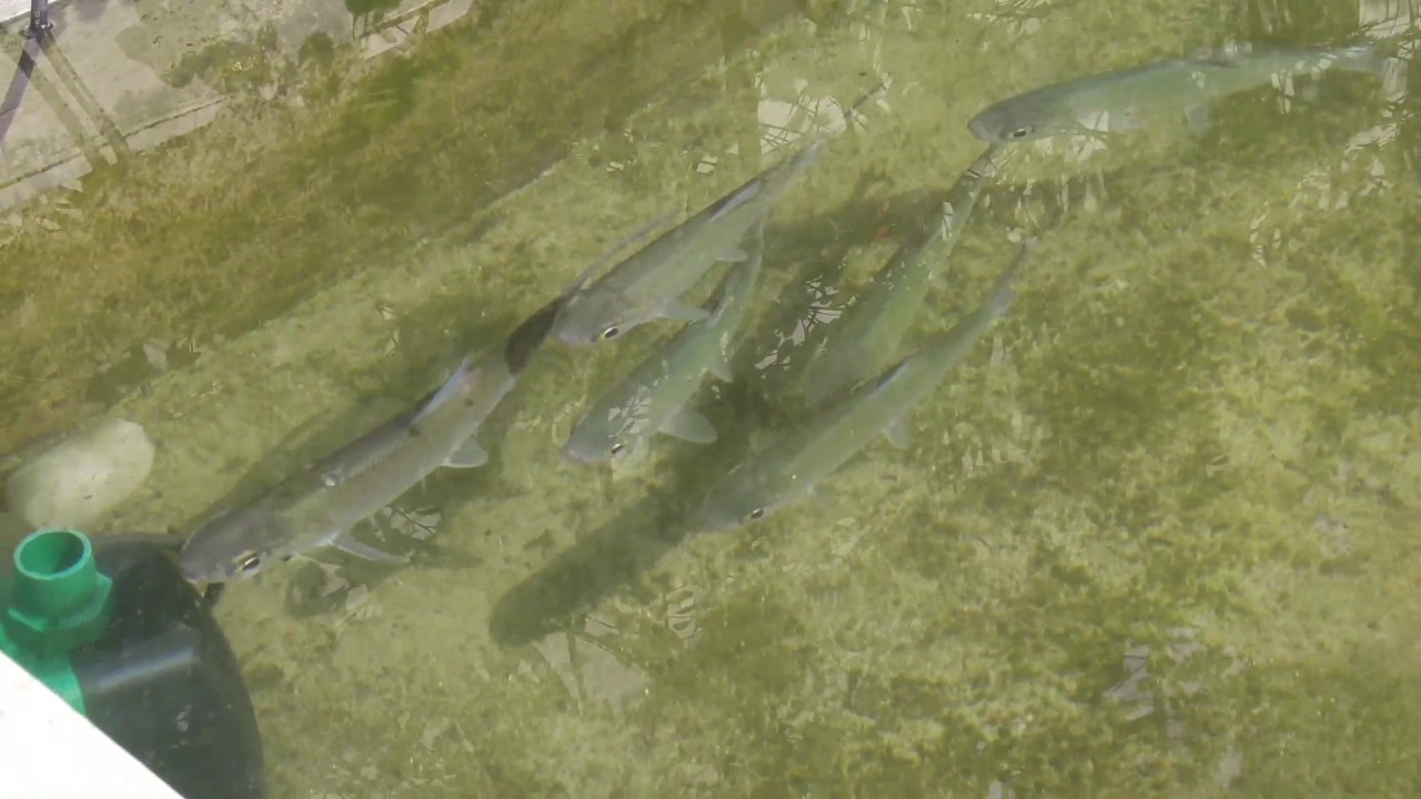 Milkfish in a freshwater pond - YouTube