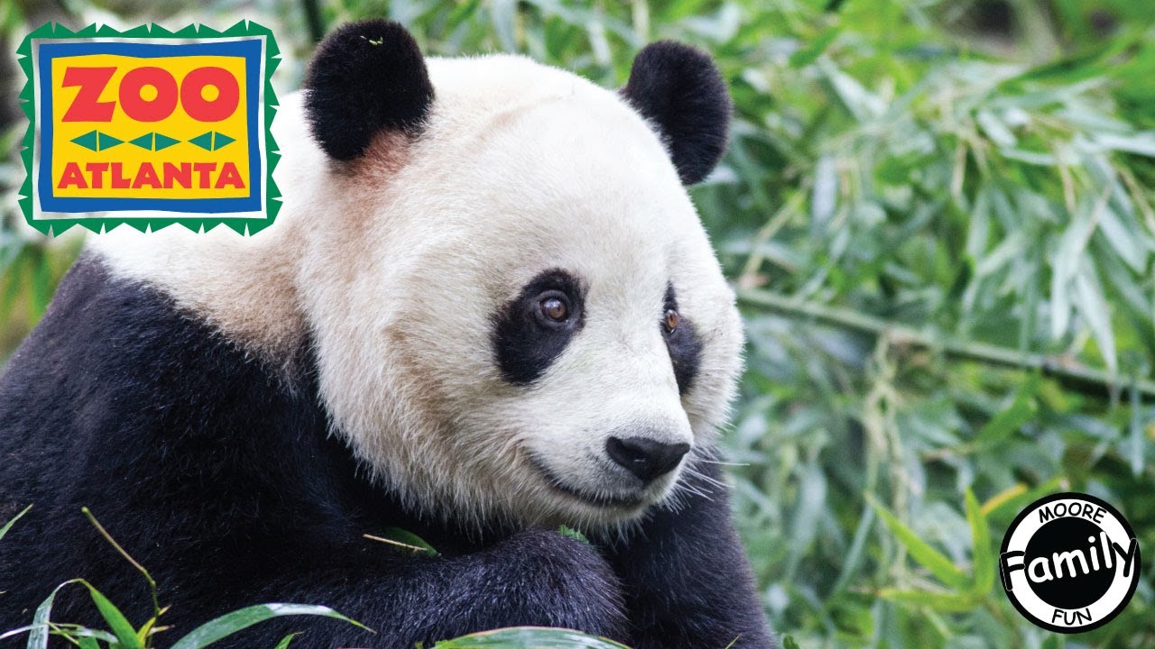 Zoo Atlanta | Our First Panda Encounter - YouTube
