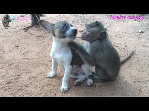 Monkey playing and finding lice for dog | Pity monkey Sambo sick a leg ...