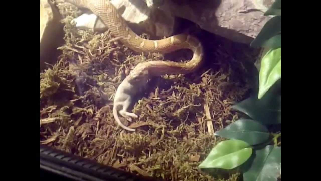 Emory Rat Snake Eating Mouse (Time Lapse) - YouTube
