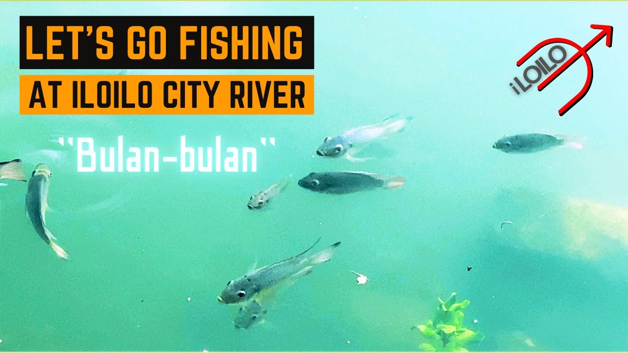 The "bulan-bulan" fish at Iloilo City River || Discover Iloilo City ...