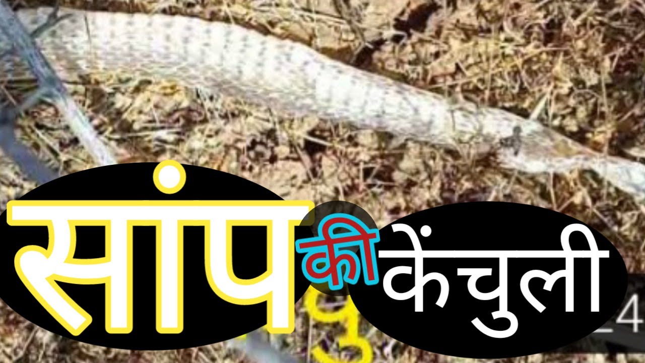 #सांप की केचुली/ Saap ki katuli/Panjabrao Tataskar - YouTube