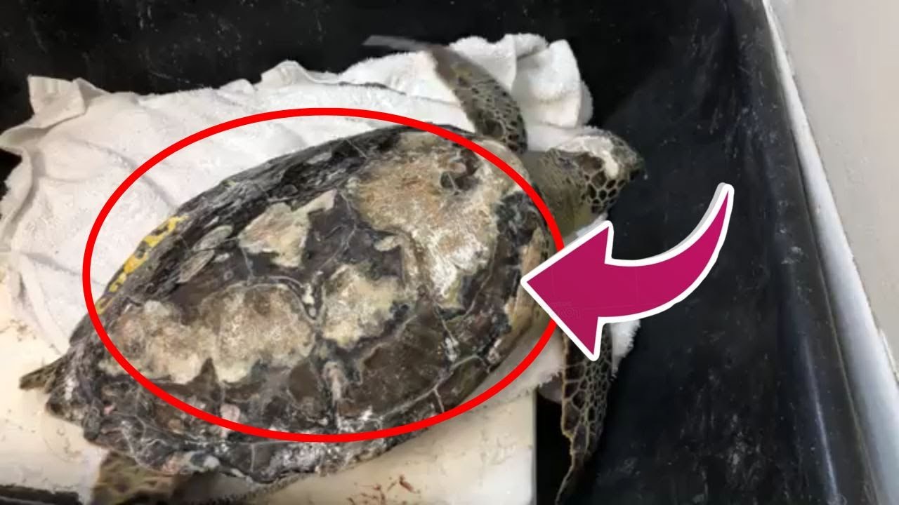 Emergency Turtle Wound Care! The ‘Spicy’ Treatment That Works # ...