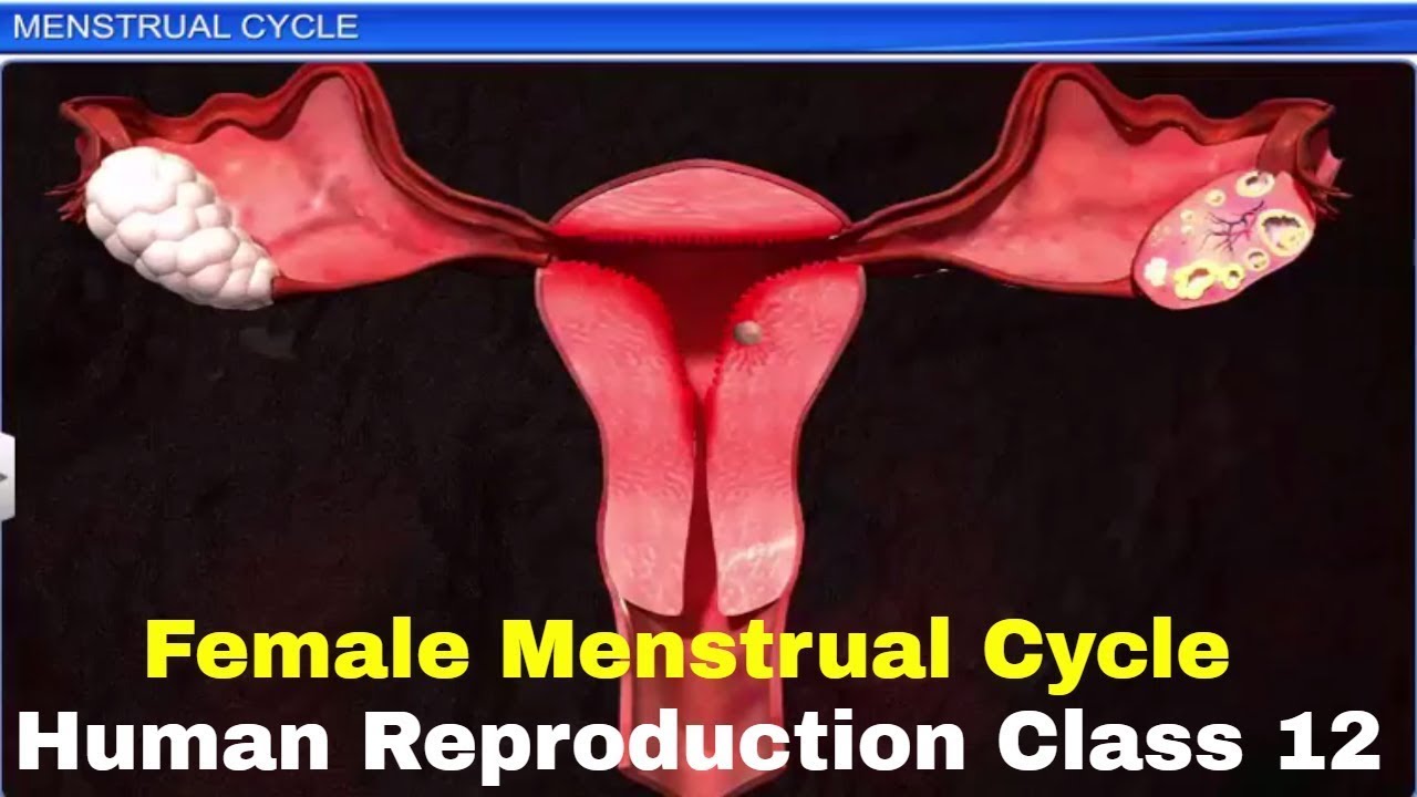 CBSE Class 12 Biology, Human Reproduction – 3, Menstrual Cycle - YouTube