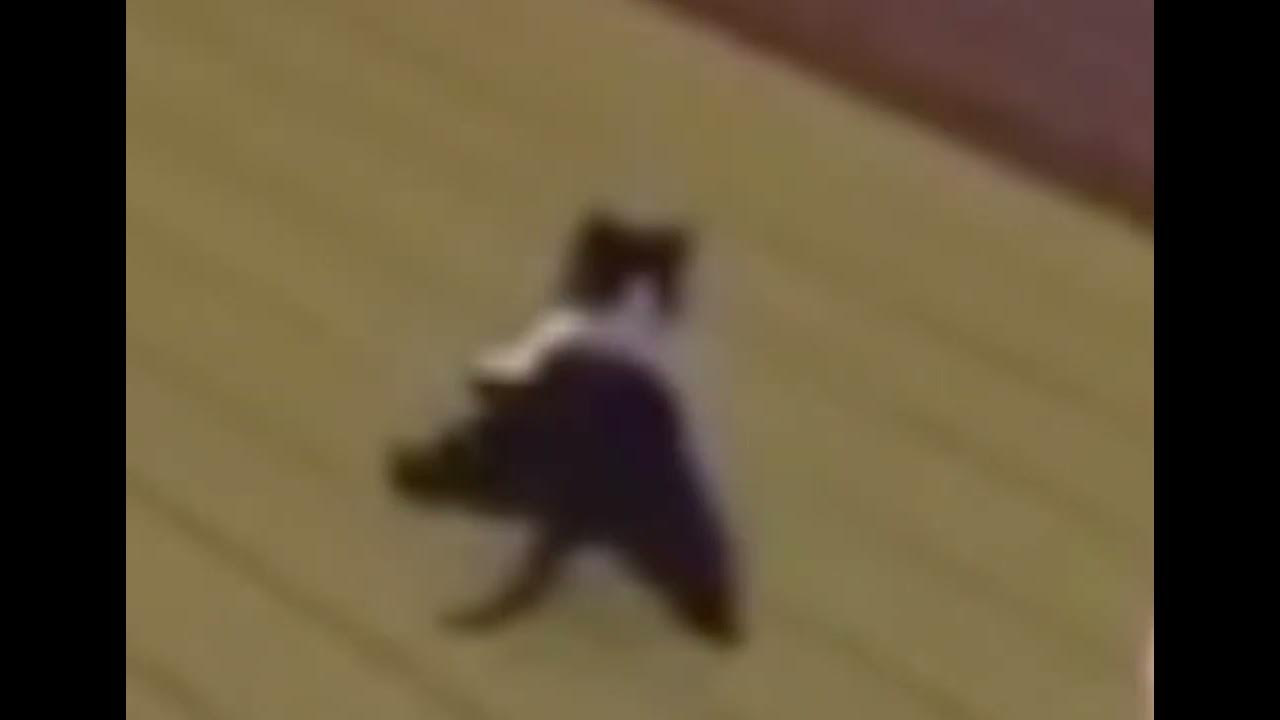 Cat Breakdancing Youtube