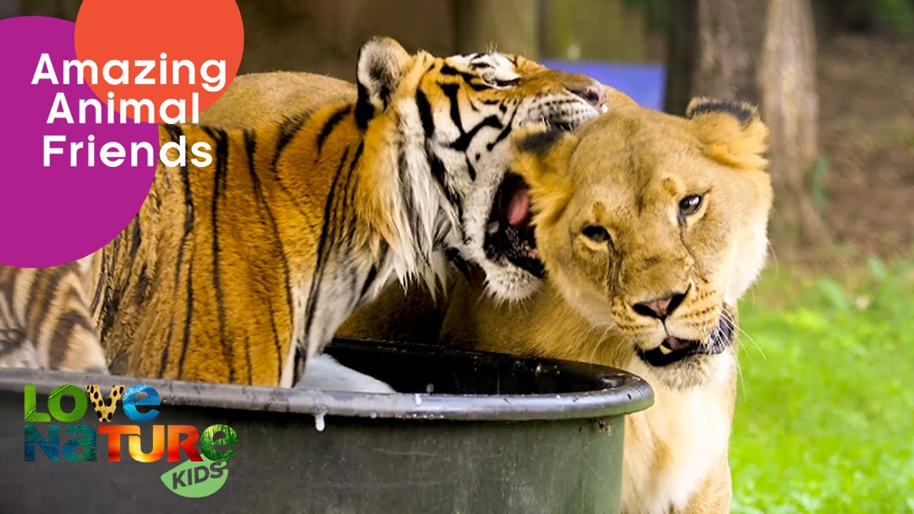 Lion And Tiger Cub Friends