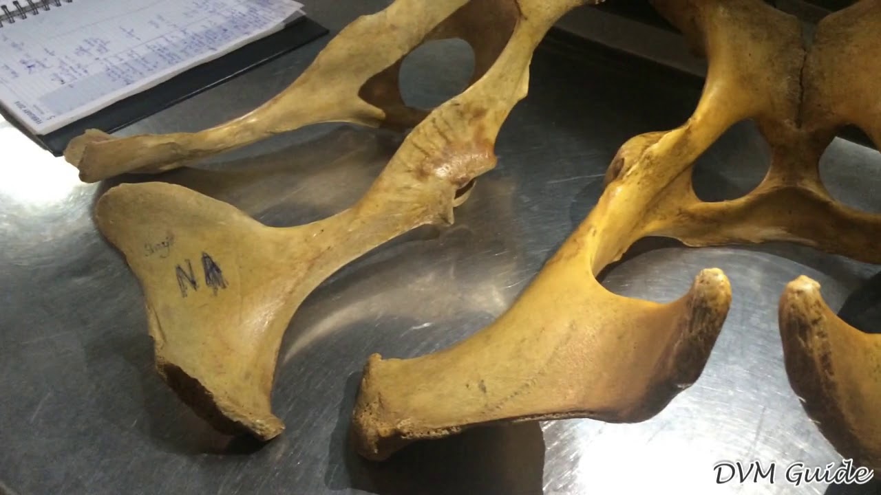 05: Anatomy of Os Coxae of Horse, Ox & Dog (Urdu/Hindi) | DVM GUIDE ...