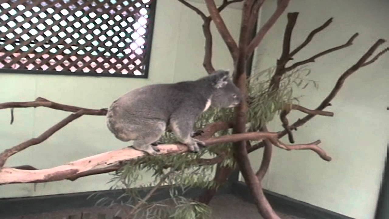 Oscar the coughing Koala from Sydney Australia - YouTube