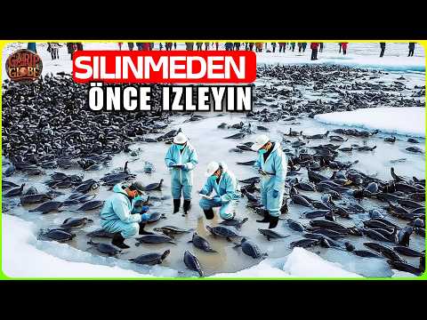 Bilim İnsanları Bi̇le KORKUYOR! Ne Oldu? Alaska’nın Bu Bölgesinden GERİ DÖNÜŞ YOK – Belgesel