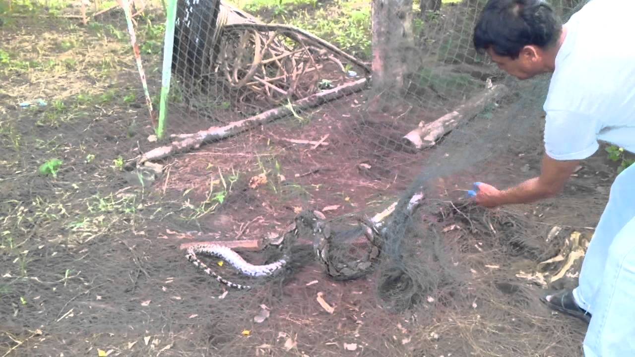 Snake rescue in Bangkok - YouTube