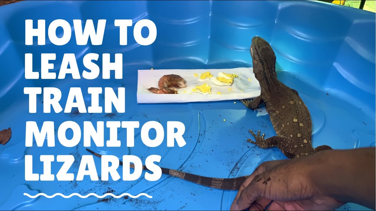 Monitor Lizard Pet On Leash