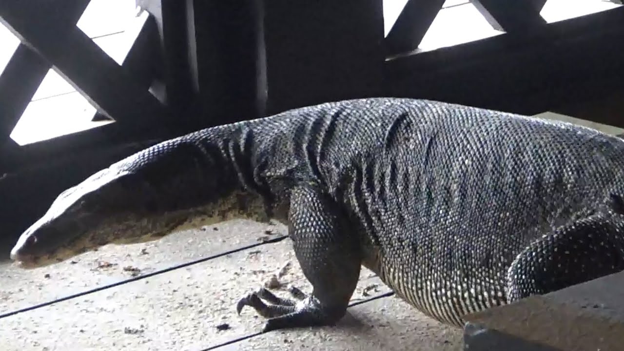 Big Monitor Lizard inside a bird watching hut - YouTube