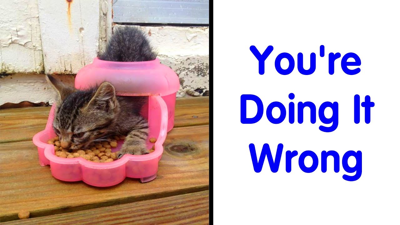 Hilarious Idiot Cats That Will Have You Laughing Out Loud - Hilarious ...