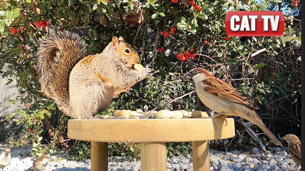 CAT TV | Flitting Birds and Scampering Squirrels Compilation 🐦| 4K ...