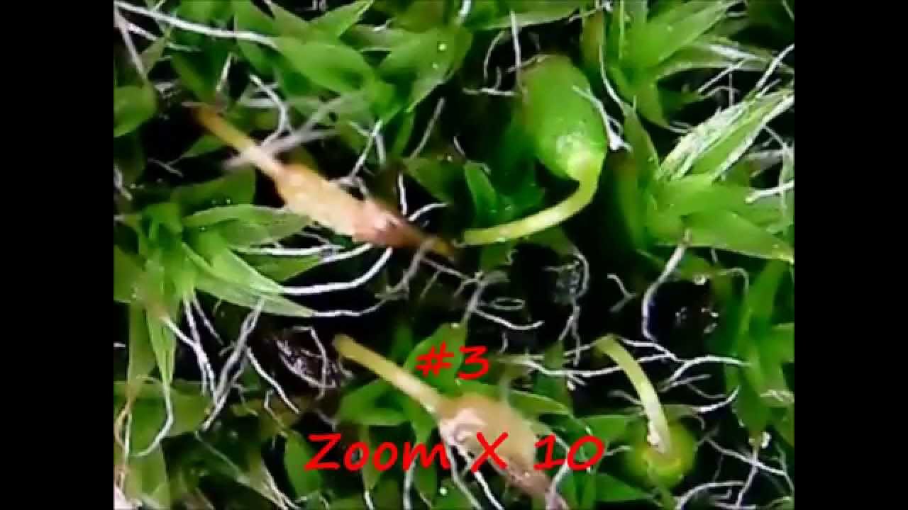 Moss Under a Microscope - YouTube