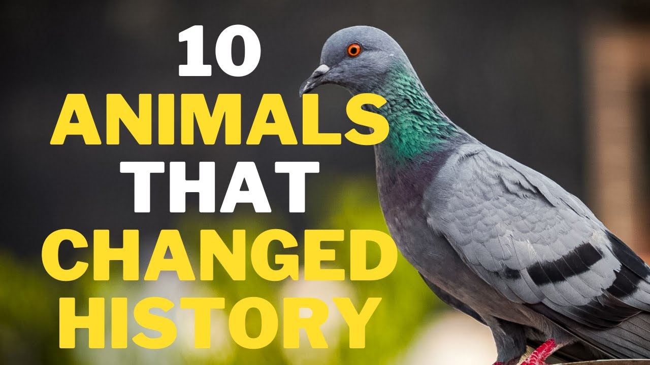 10 ANIMALS That Changed Human HISTORY! - YouTube