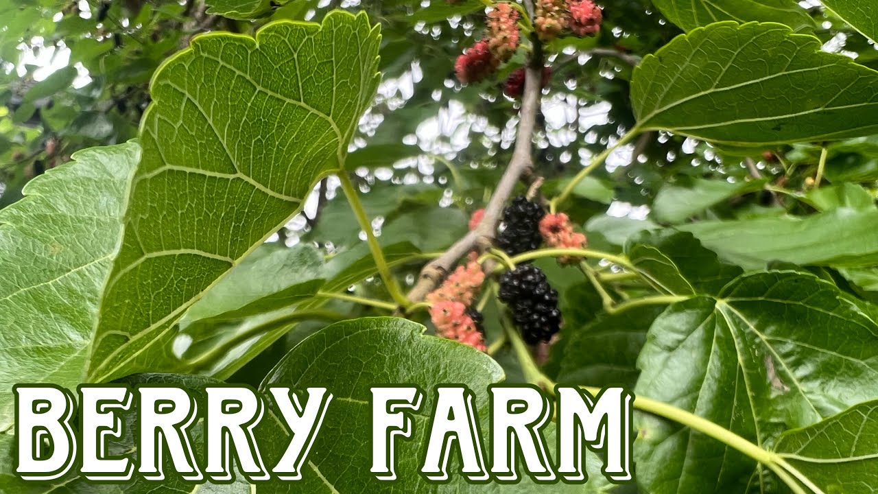 farm video The berry Tree behind the House bears Very good fruit - YouTube