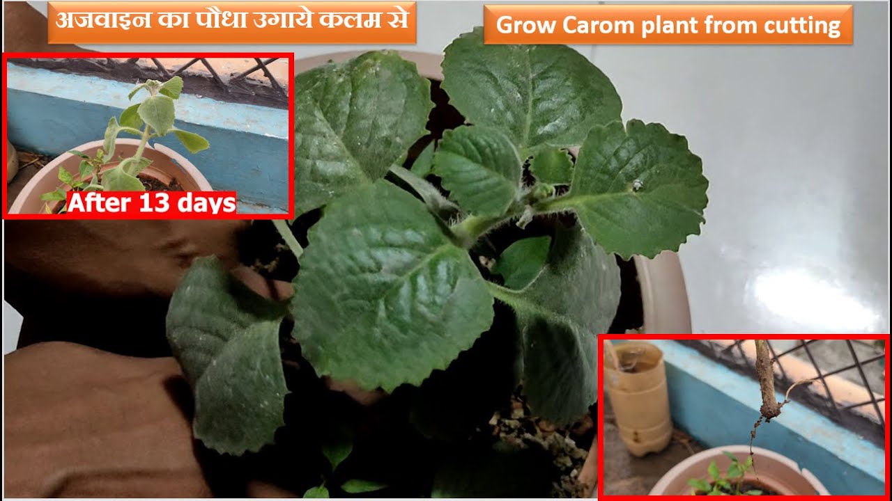 Tips to grow carom plant from cutting | अजवाइन का पौधा कलम से उगाये ...