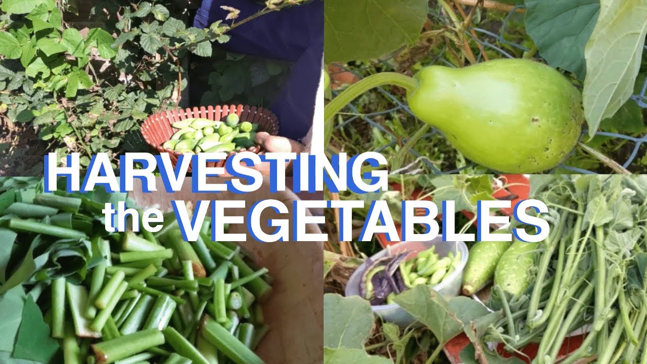 Shokher Baghan 2021: Harvesting Vegetables | গার্ডেনের ফ্রেশ অনেক গুলো ...