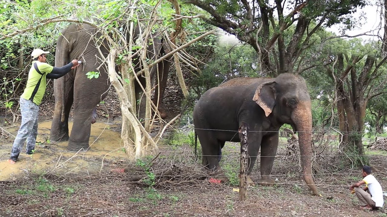 An elephant with a bullet wound gets preliminary aid from wildlife ...