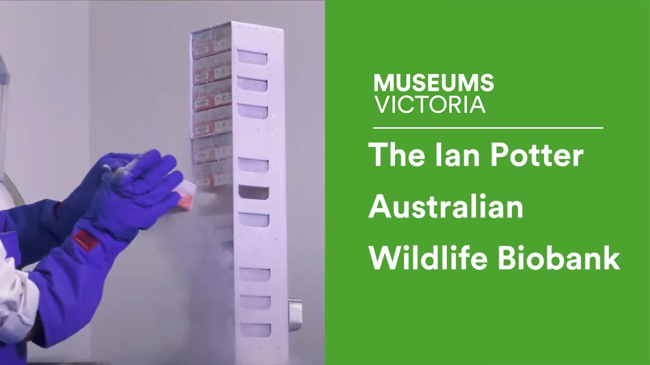 Discover Documentary #7 |The Ian Potter Australian Wildlife Biobank ...