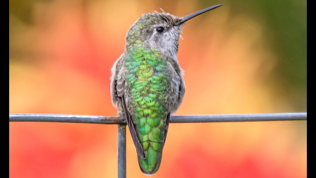 Hummingbirds - chirping their song - relaxing day around the feeder ...