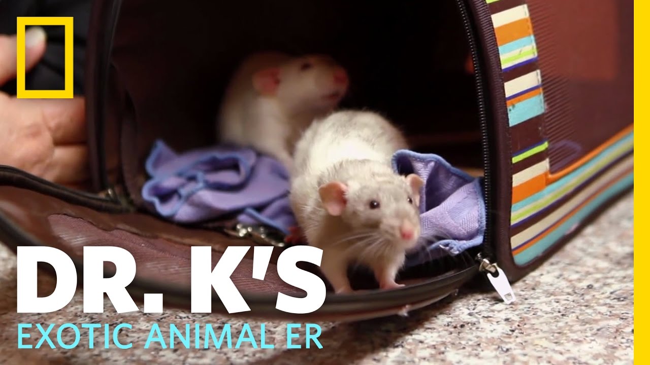 Oh Rats! | Dr. K's Exotic Animal ER - YouTube