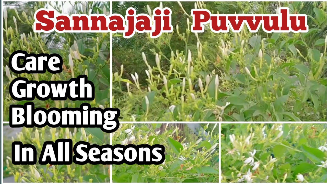 Sannajajulu - Tips to Grow more Sannajajulu in all Seasons / Terrace ...