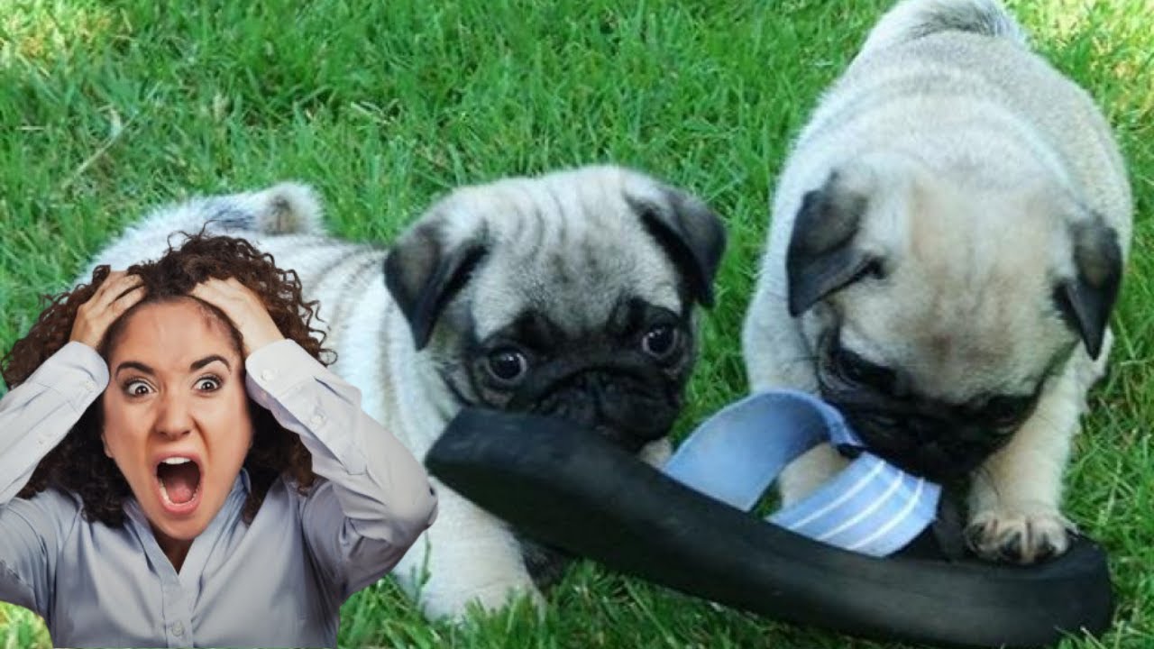 🐶 Pug JUGANDO con la CHANCLA // PERRO mordiendo la CHANCLA 🐶 - YouTube