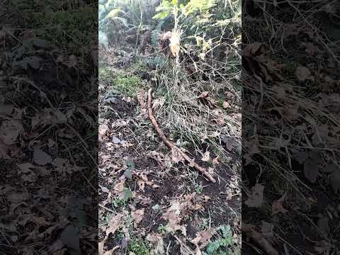 4 toed tracks, toes splayed. Near the Deer Society area, a runner stick ...
