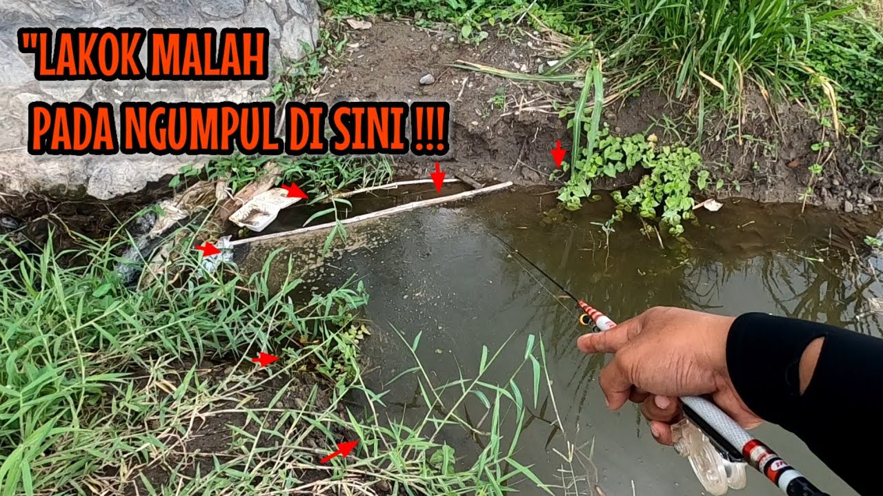 NEMU CEKUNGAN SEMPIT GAK NYANGKA MALAH JADI TEMPAT NGUMPUL IKAN‼ ...