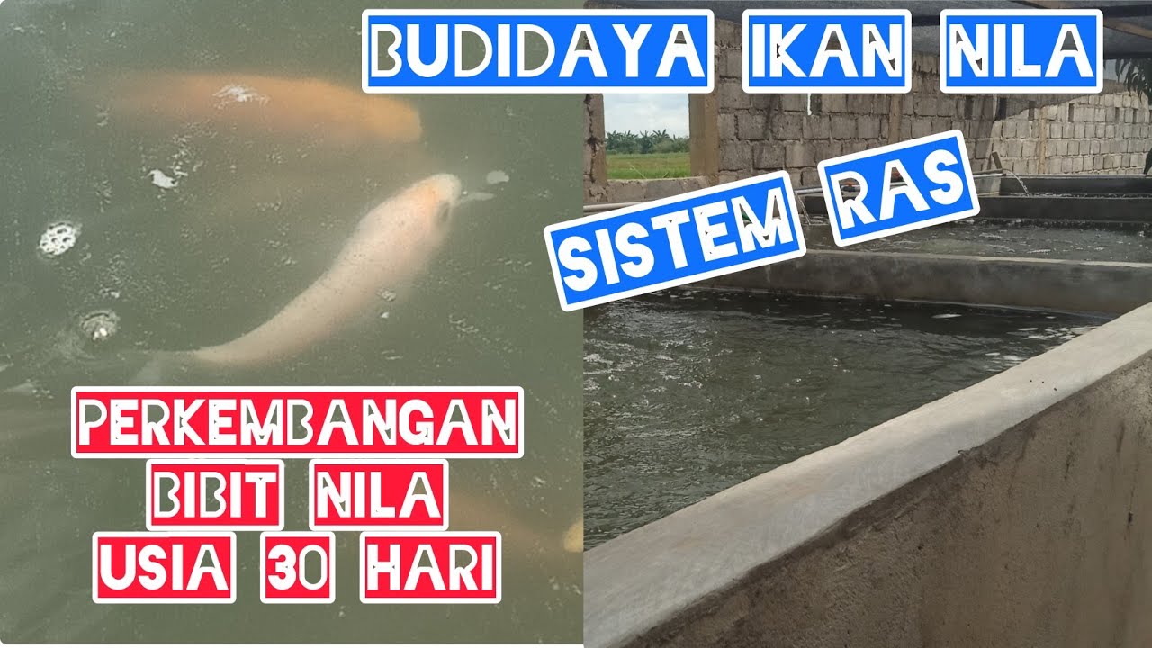 budidaya ikan nila sistem ras || update perkembangan pertumbuhan ikan ...