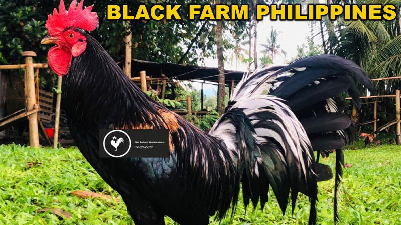 Beautiful Black Butcher Larry Romero Albany Sweater - Clint Anthony Lim ...