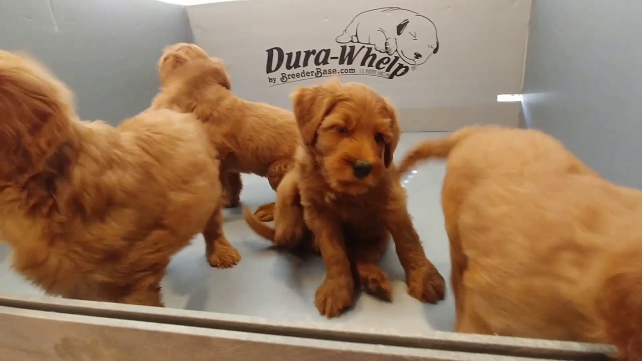 Muppet puppies 1007 - YouTube